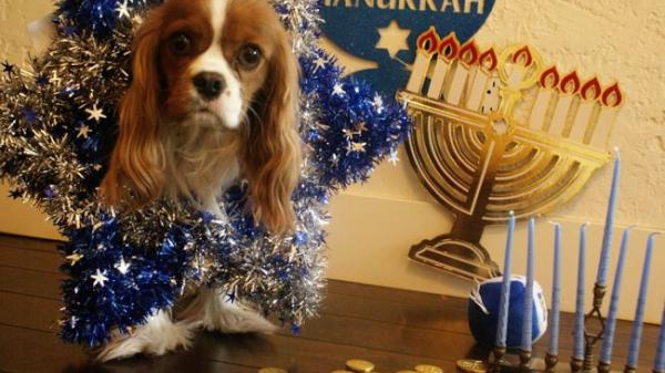 Famous Jews and their celebrity dogs - The Jewish Chronicle - The ...