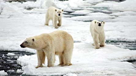 Polar Bear Safari expedition - The Jewish Chronicle - The Jewish Chronicle