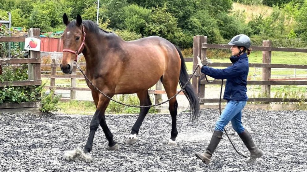 Equine therapy is a galloping success for vulnerable children - The Jewish Chronicle - The ...