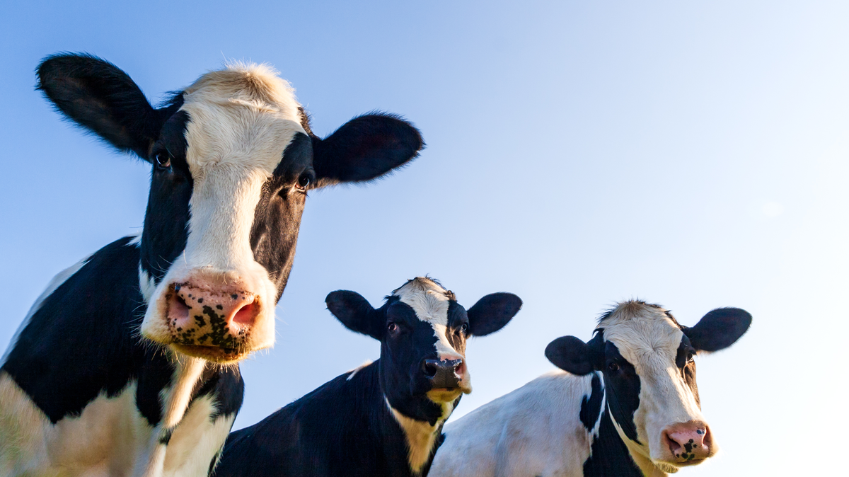 Manchester shechita operation goes into liquidation - The Jewish ...
