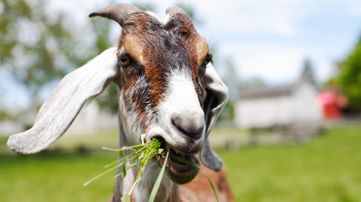 Mum sues camp after son is accused of 'terrorising' goat - The Jewish ...