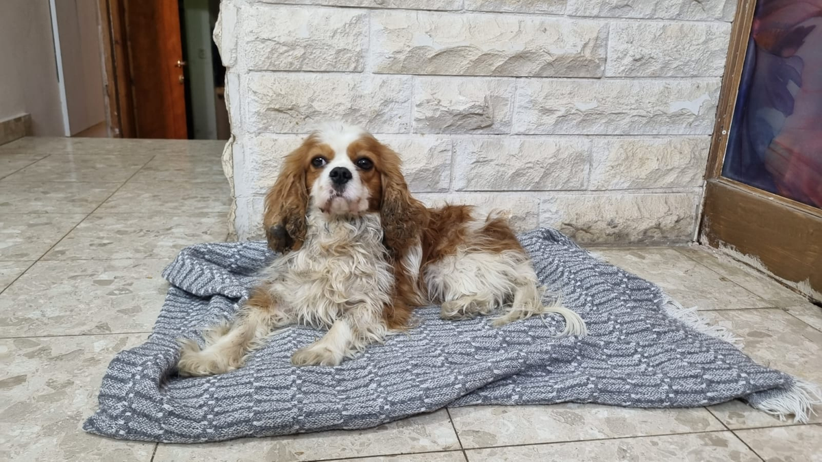 Family of murdered hostage reunited with dog rescued from Gaza - The ...