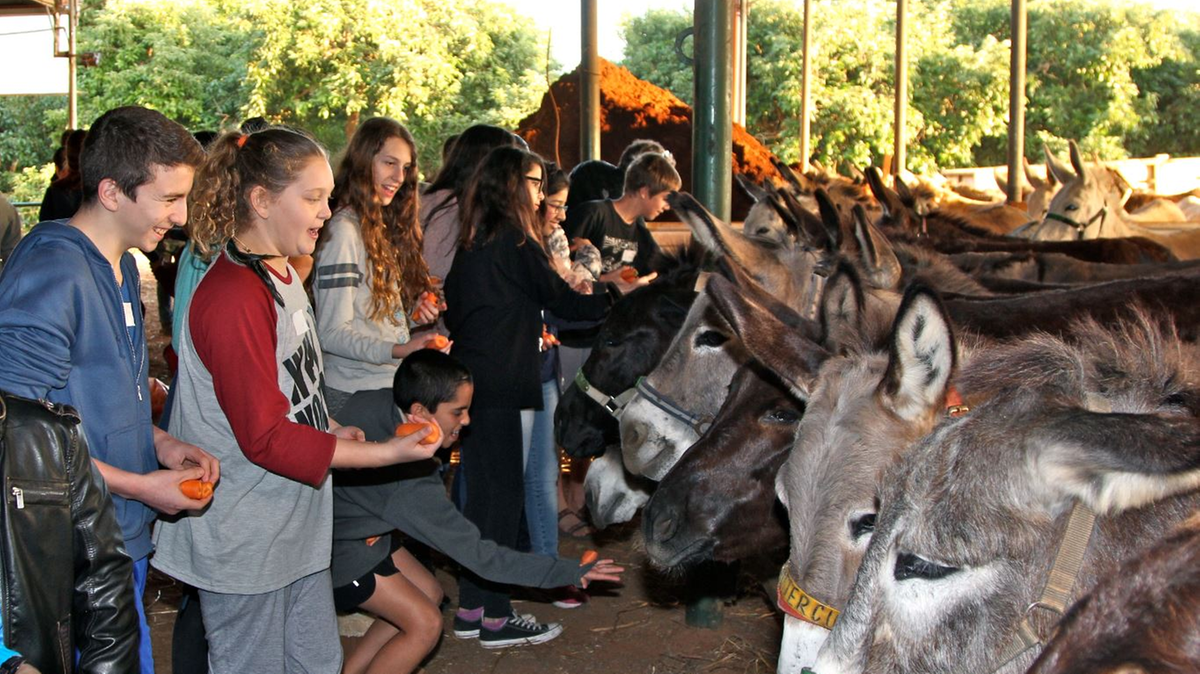 Donkeys in the Holy Land: bringing Jews and Arabs together in Israel ...