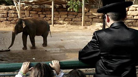 Jerusalem hosts European Zoo conference - The Jewish Chronicle - The ...