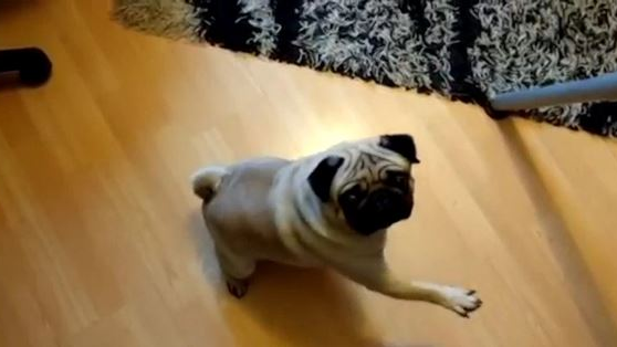 Scottish man who taught dog to give Nazi salute tried for hate crime ...