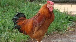 Method of slaughter labelling a low priority for meat consumers, EU ...