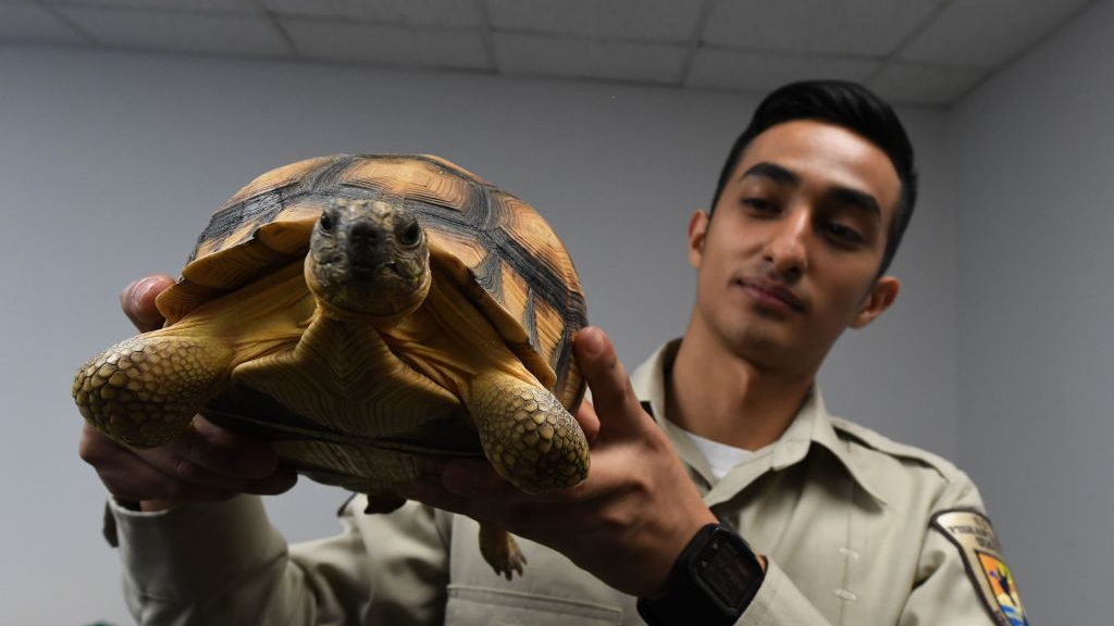 Israeli citizen jailed in Madagascar for smuggling tortoises - The ...